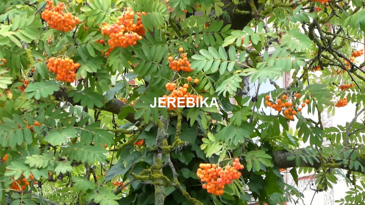 Jerebika - YouTube