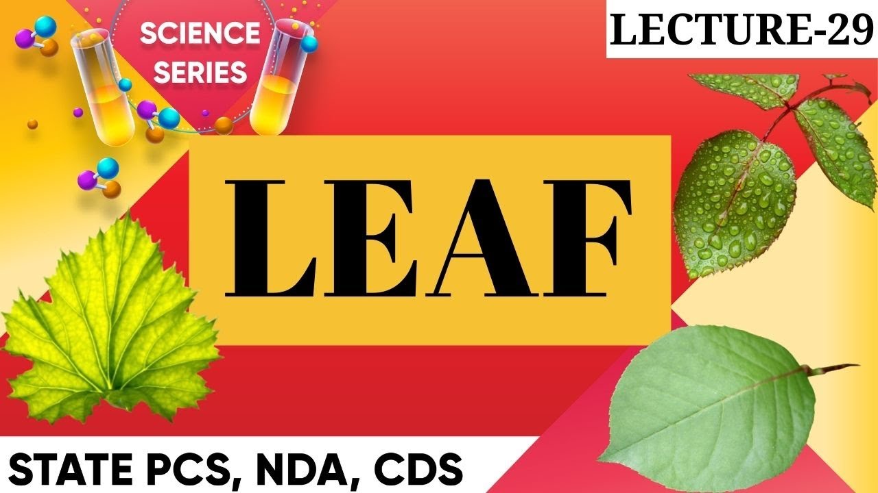Science Series || Biology || Leaf || Day-29 - YouTube