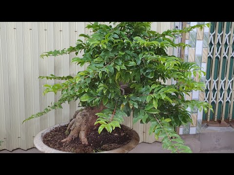 Giao lưu mai cúc thọ hương và sb Sài Gòn, bình Lợi ngày 23,06,2026 ĐT 0977329080 hiền 