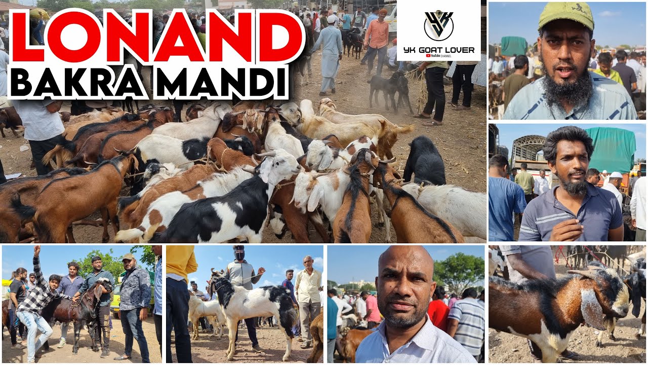 LONAND BAKRA MANDI LIVE UPDATE I YK Goat Lover - YouTube