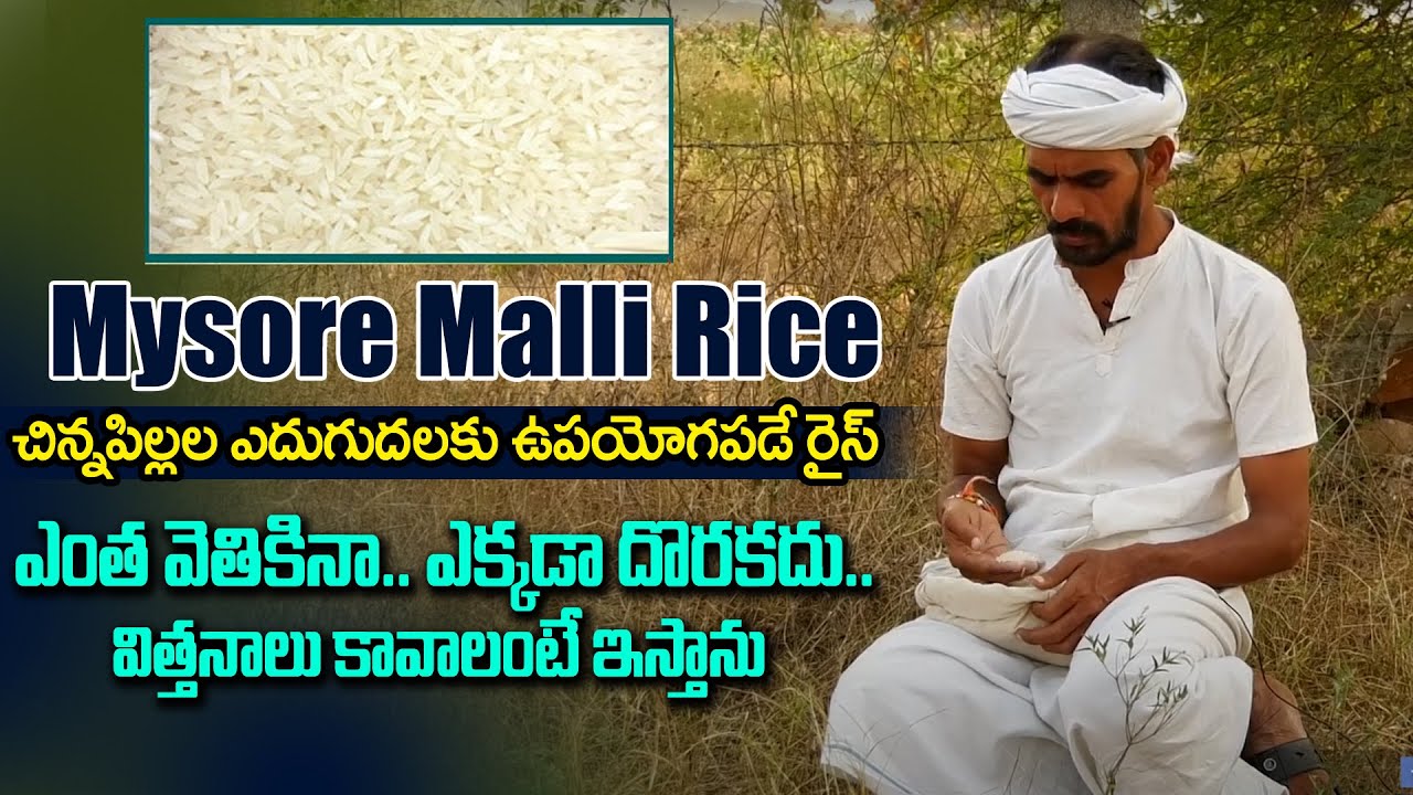 Traditional Mysore Malli Rice Health Benefits | Baparao Rice | Eagle ...
