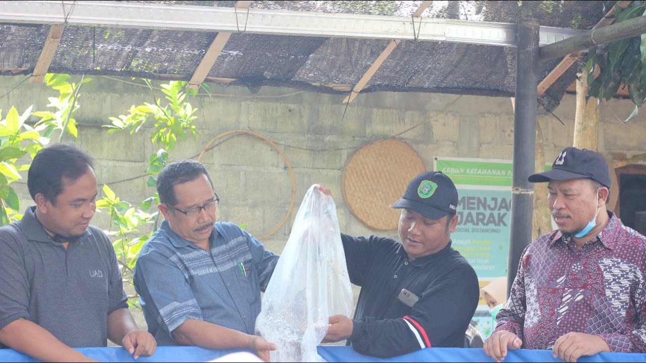 Budidaya Lele MUTIARA Mutu Tinggi Tiada Tara berbasis Shippon ...