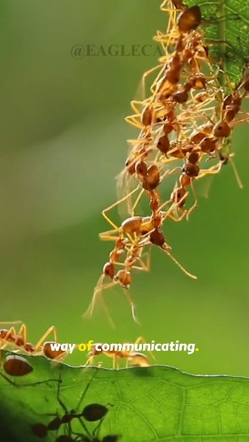 How Ants Communicate Without Talking: Nature’s Silent Teamwork - YouTube