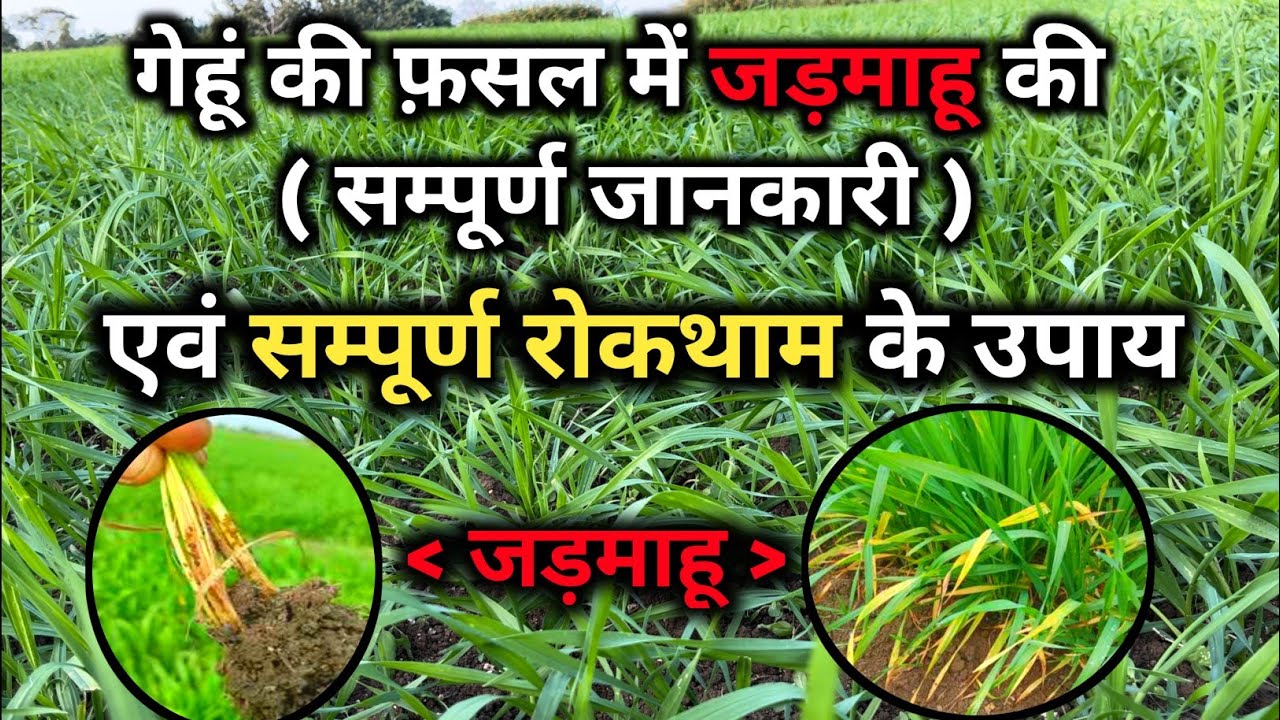 गेहूं की फसल में माही रोग ( कीट ) को कैसे कंट्रोल करे || maahu ko kese ...