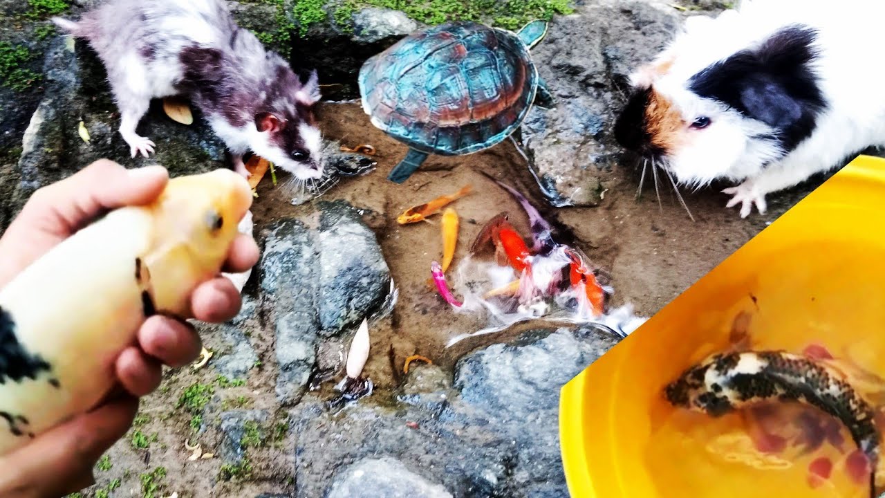 MENANGKAP HEWAN LUCU, MARMUT LUCU, IKAN HIAS WARNA WARNI, HAMSTER ...
