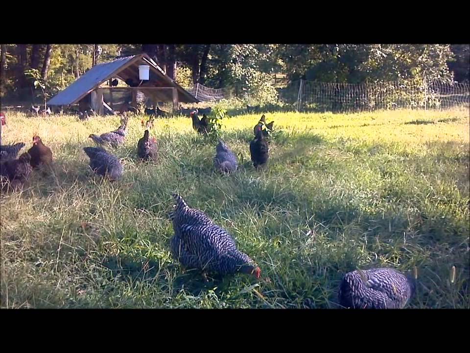 Pastured Poultry at Double G Family Farms.wmv - YouTube