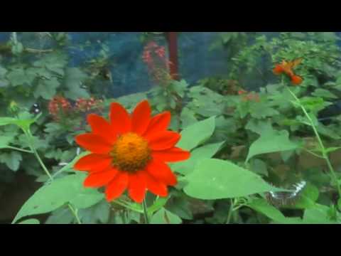 Phuket ButterFly Garden & Insect World (Watch in HD) - YouTube