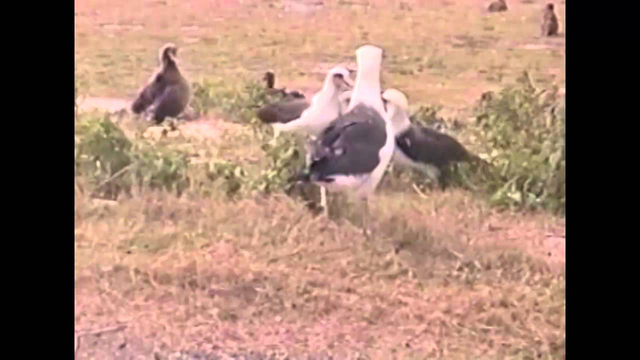 Albatross Fighting - YouTube