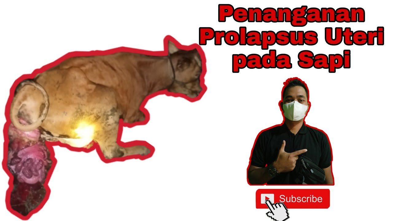 Penanganan Prolapsus Uteri Pada Sapi - YouTube