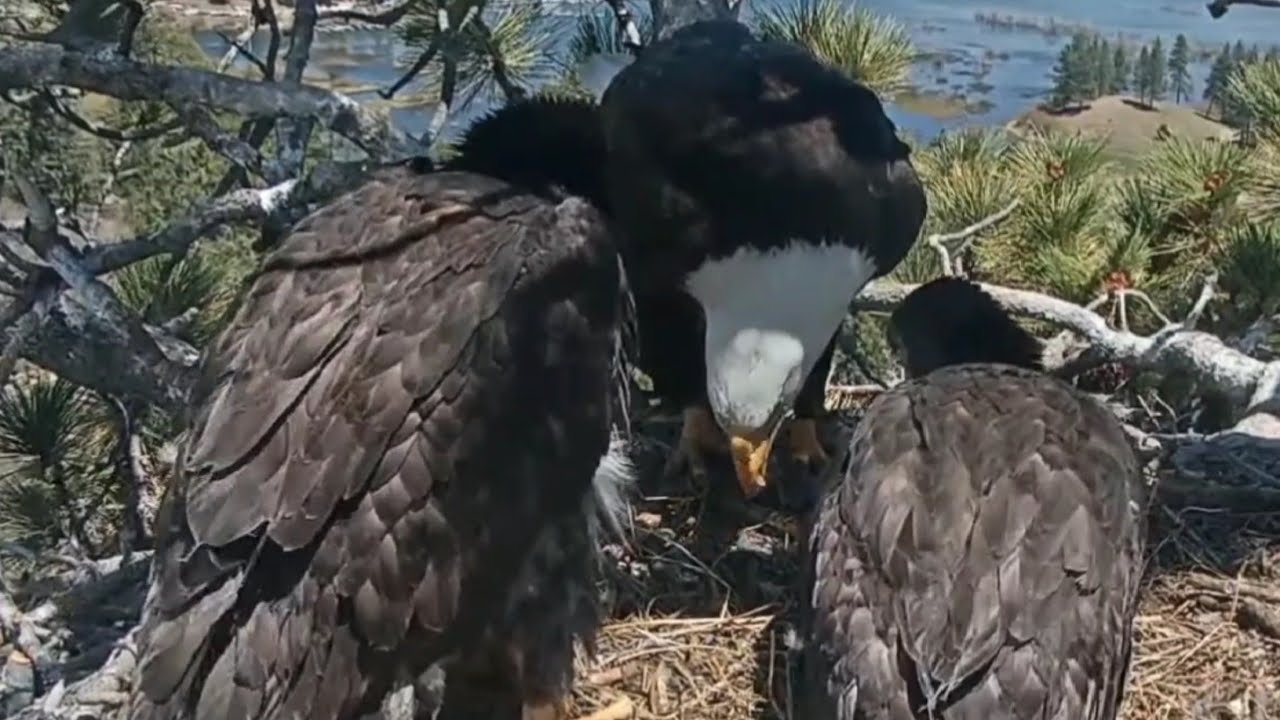 Jackie feeding fish 🐟 in lunch to both chicks | Big Bear Bald Eagle ...