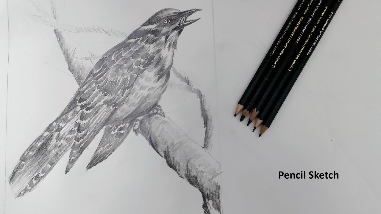 Simple Bird Pencil Sketch Drawing | Easy Pencil Sketch and Shading # ...