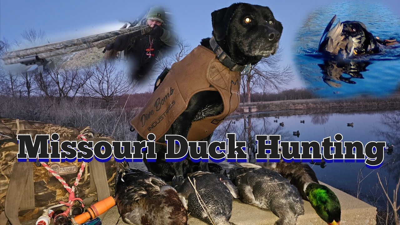 Missouri Duck Hunting | KOAM Outdoors Waterfowl Hunting - YouTube
