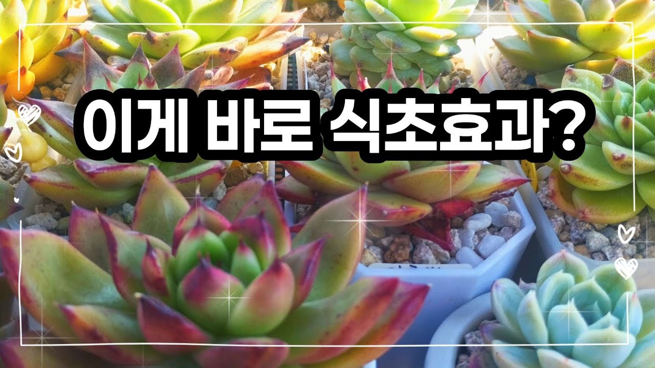 5월25일 옥상다육이 화상입었던 다육이 거의 치유 됐어요 식초 효과 색은 빠져도 토실토실해서 봐 줄만 하네요 초보다육이