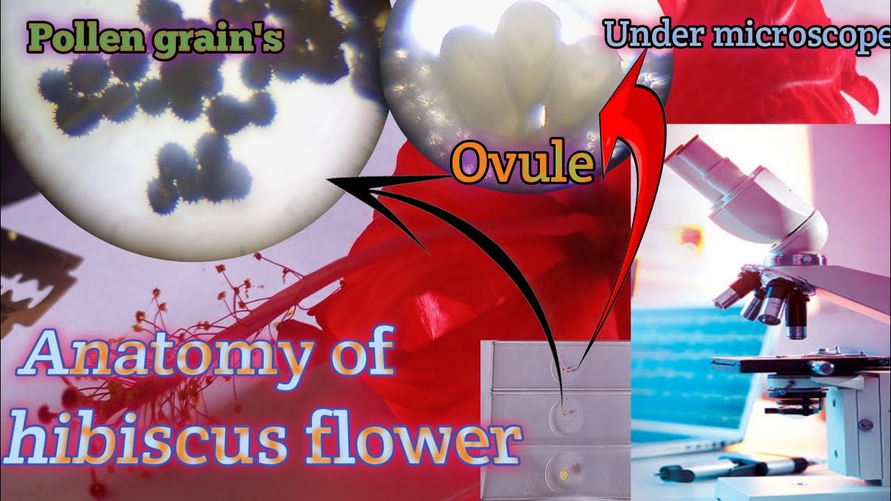 Anatomy of hibiscus flowers//and microscopic observation🌺 - YouTube