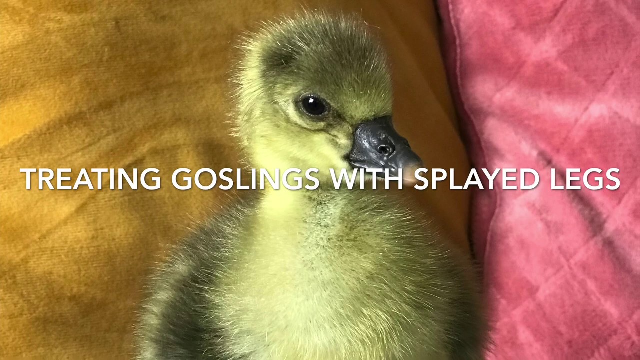 Treating goslings for splayed legs - YouTube