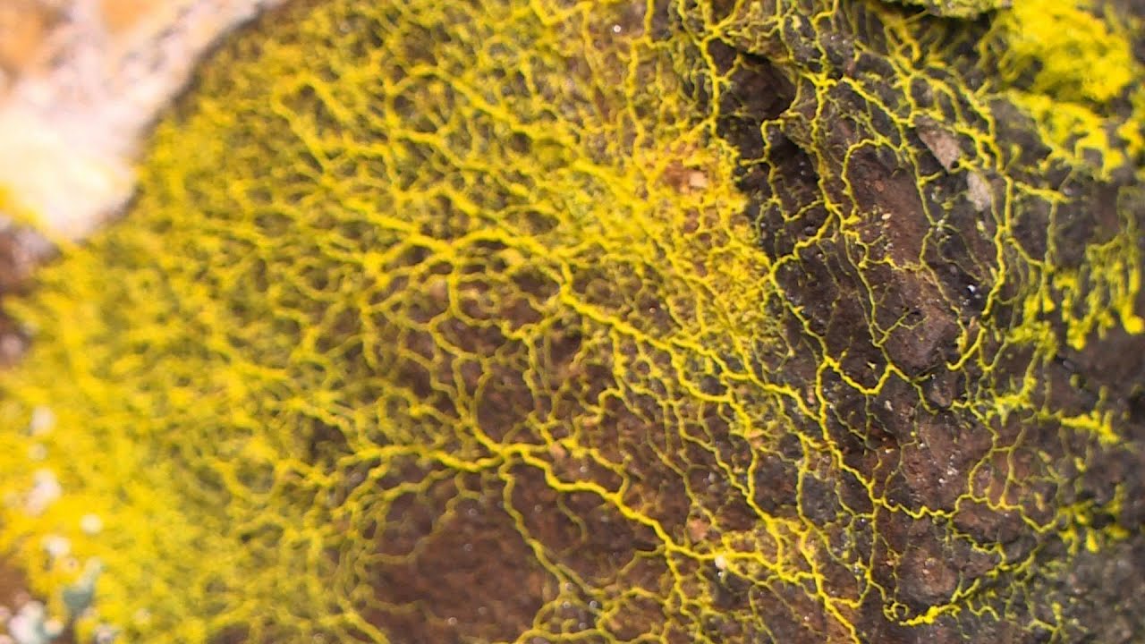 Une étrange créature s'expose à Paris, le "blob" | AFP News - YouTube