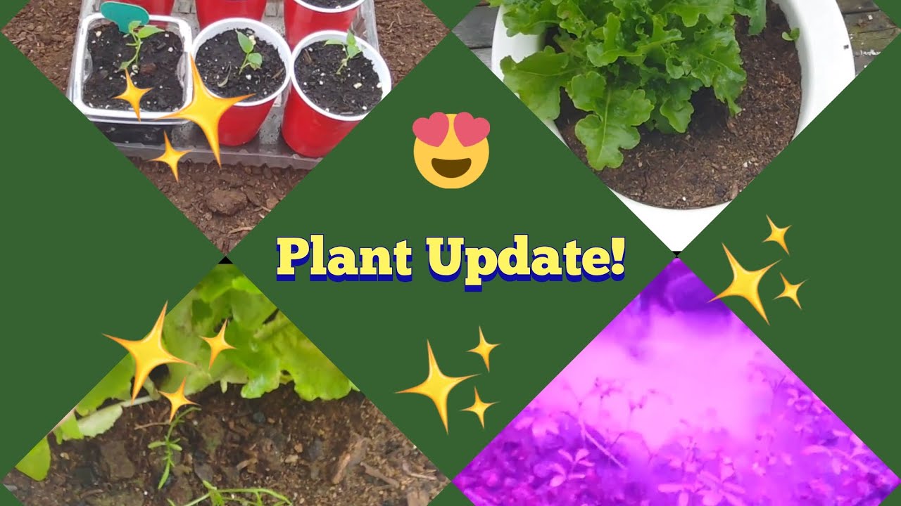 🌱Growing Update🌱 #growingincontainers - YouTube