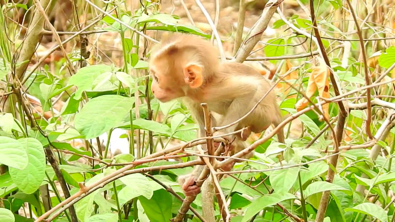 Baby monkey Niko wonderful tree climbing looks so cute - YouTube