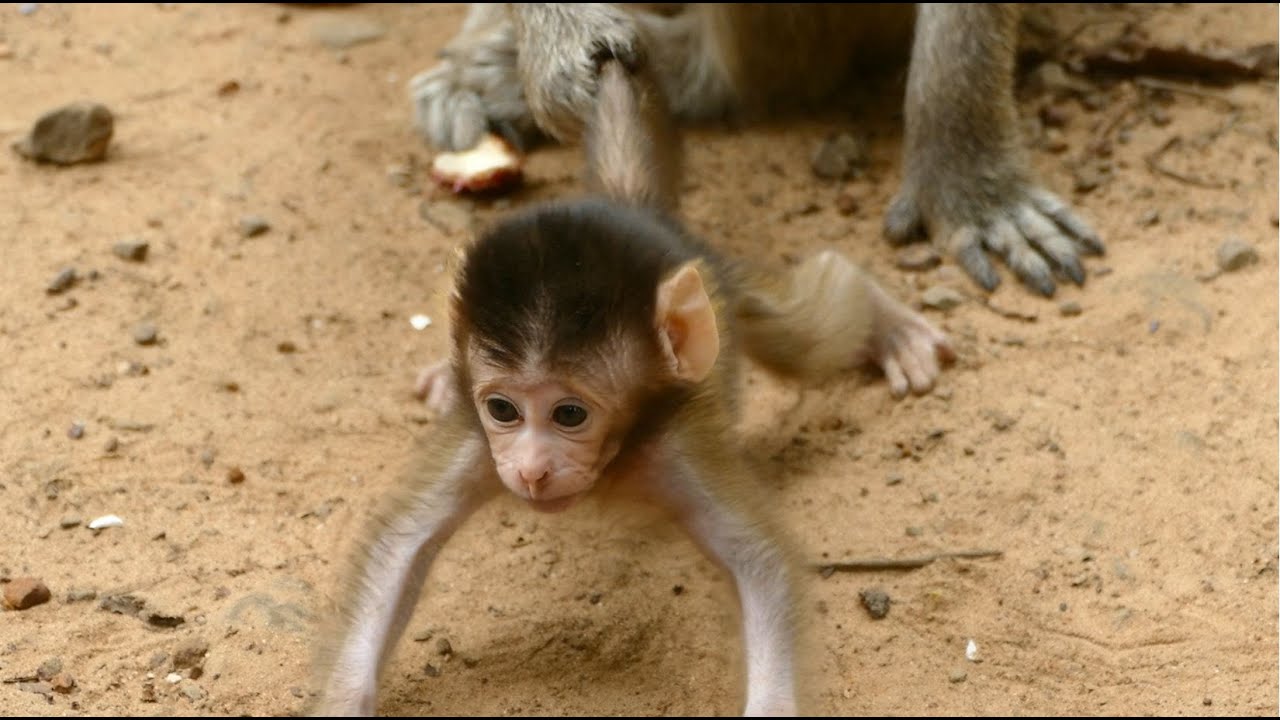 Mom Jill Lock Baby Jesmin Not Allow Much Freedom. Baby Monkey Jesmin ...