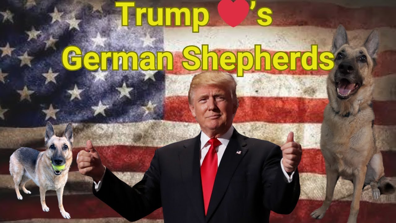Donald Trump Loves German Shepherds | Rally 🐶 ️ - YouTube