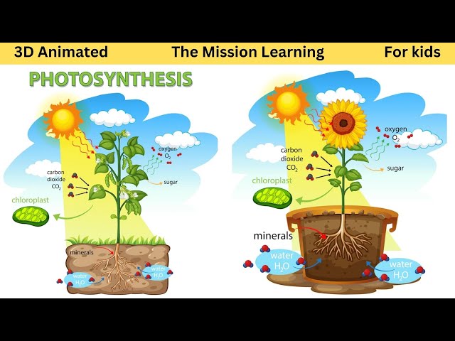 Photosynthesis Process Animation Photosynthesis | The Dr. Binocs Show