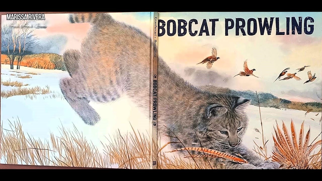 Bobcat Baile Scottish Wildcats 3 High Life Highland