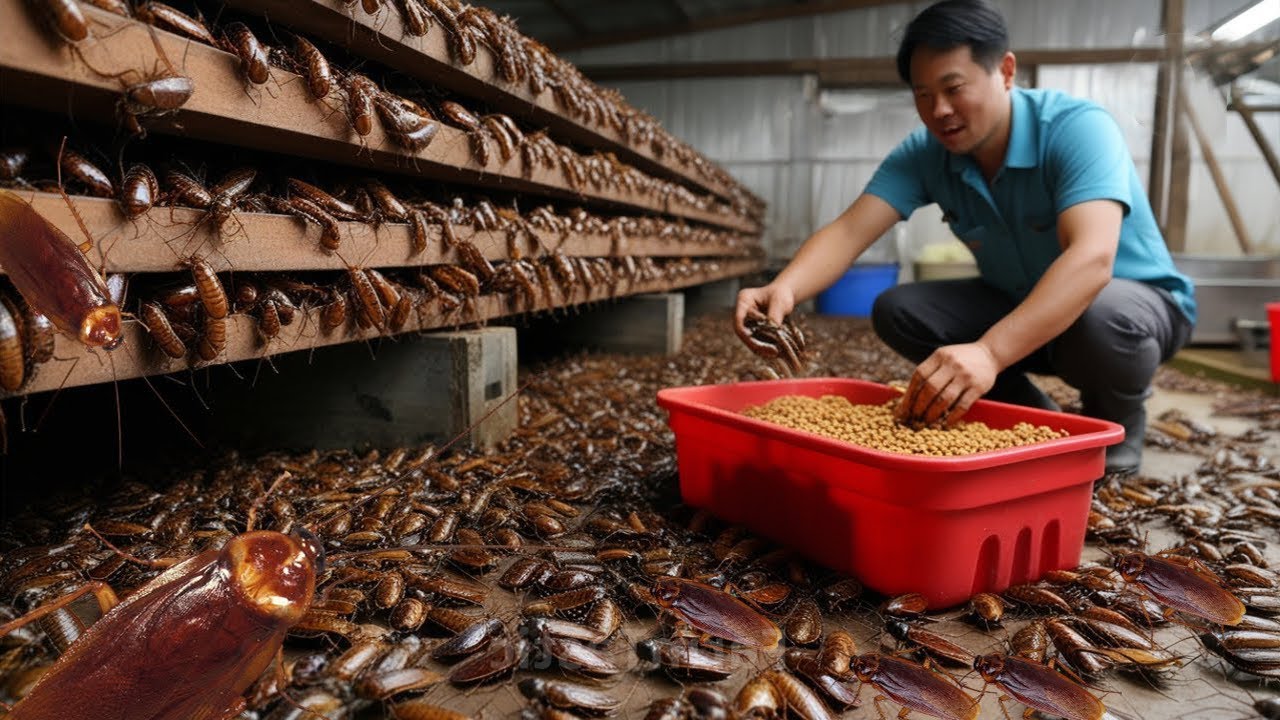 HORRIFIED! Why China Raise Billions of Cockroach? Cockroach Farm - YouTube