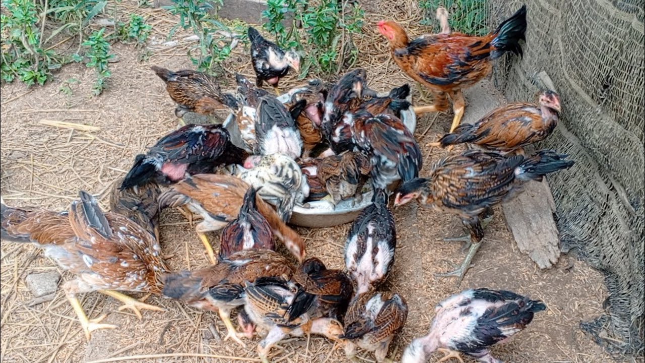 Raising chickens in a rural and family style chicken eat rice food ...