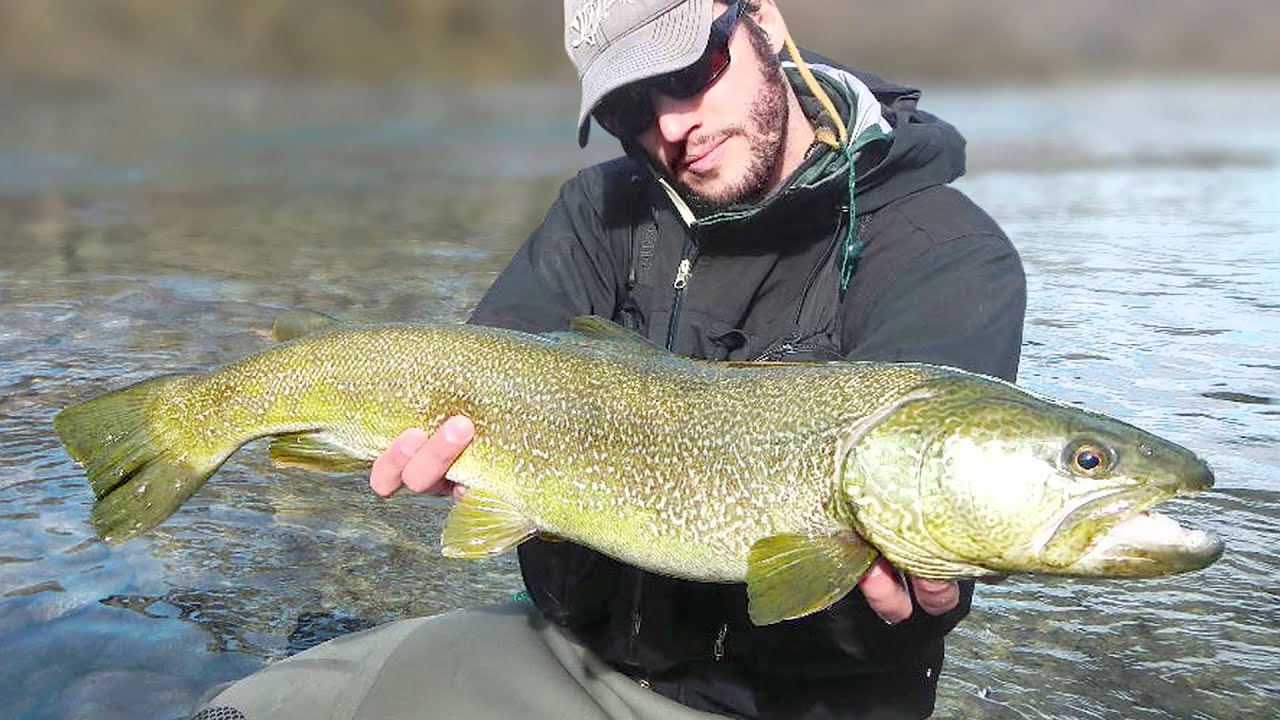 Release Grande Trota Marmorata. Apertura 2015 - YouTube