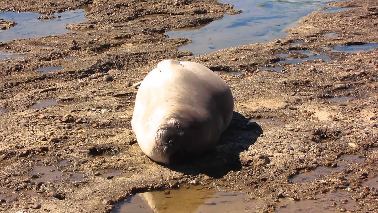 SEAL'S HARDCORE EXPLOSION - YouTube