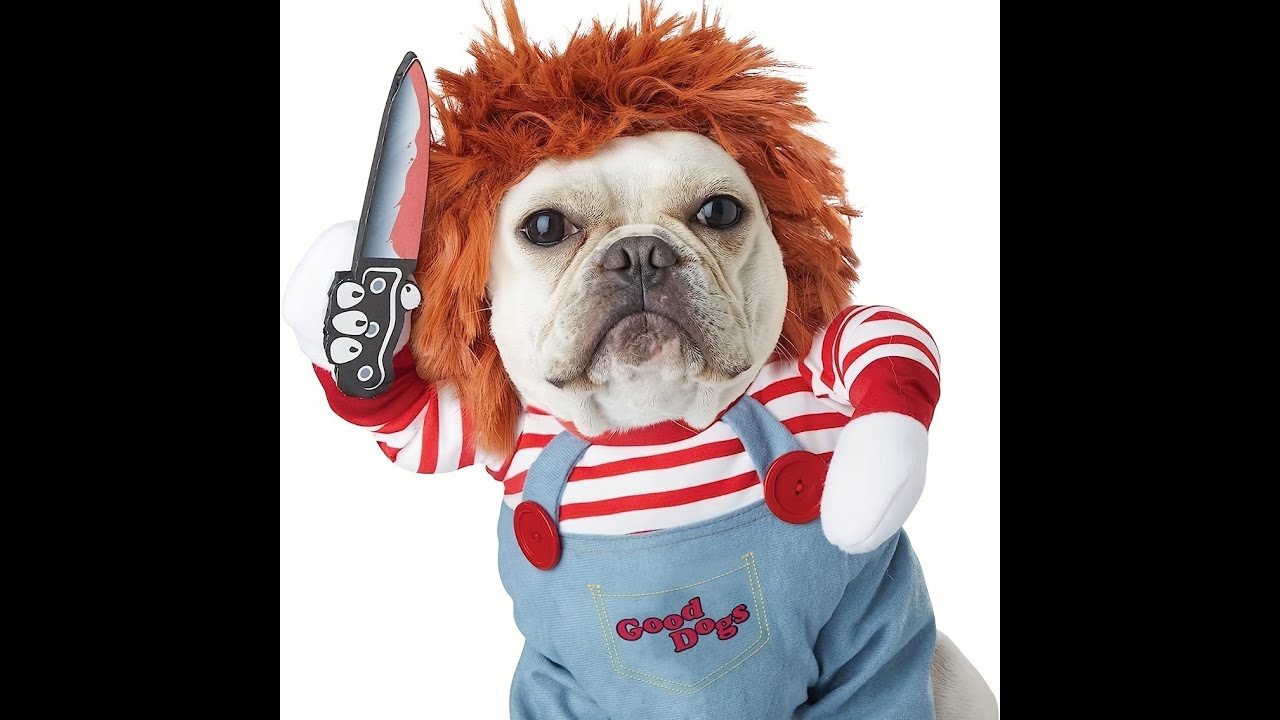 Spooky Halloween Pet Costume with Wig and Knife - YouTube