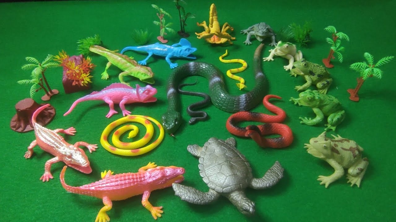 Mengenal binatang reptil dan amphibi 🥰 Ular, katak, biaya,penyu ...