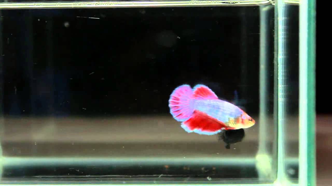 Betta Splendens : (0213-30) Salamander Halfmoon Singletail Female - YouTube