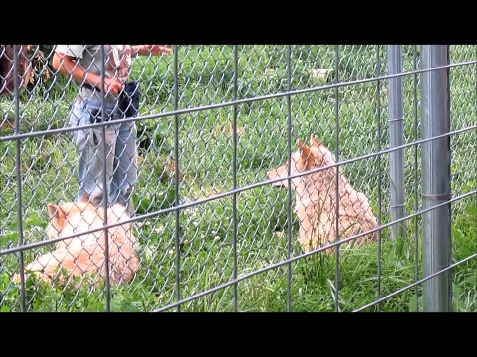 Wolves and information at Wolf Park in Indiana part one - YouTube