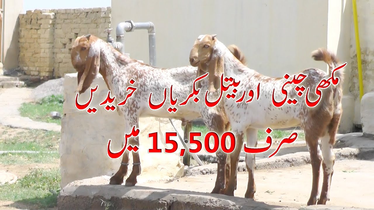 Goats For Sale. Chakwal Goat Farm. Goat Farming in Pakistan. - YouTube