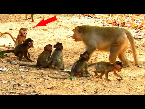 Brave..! Baby monkey scream Vs king monkey, Brave baby monkey - YouTube