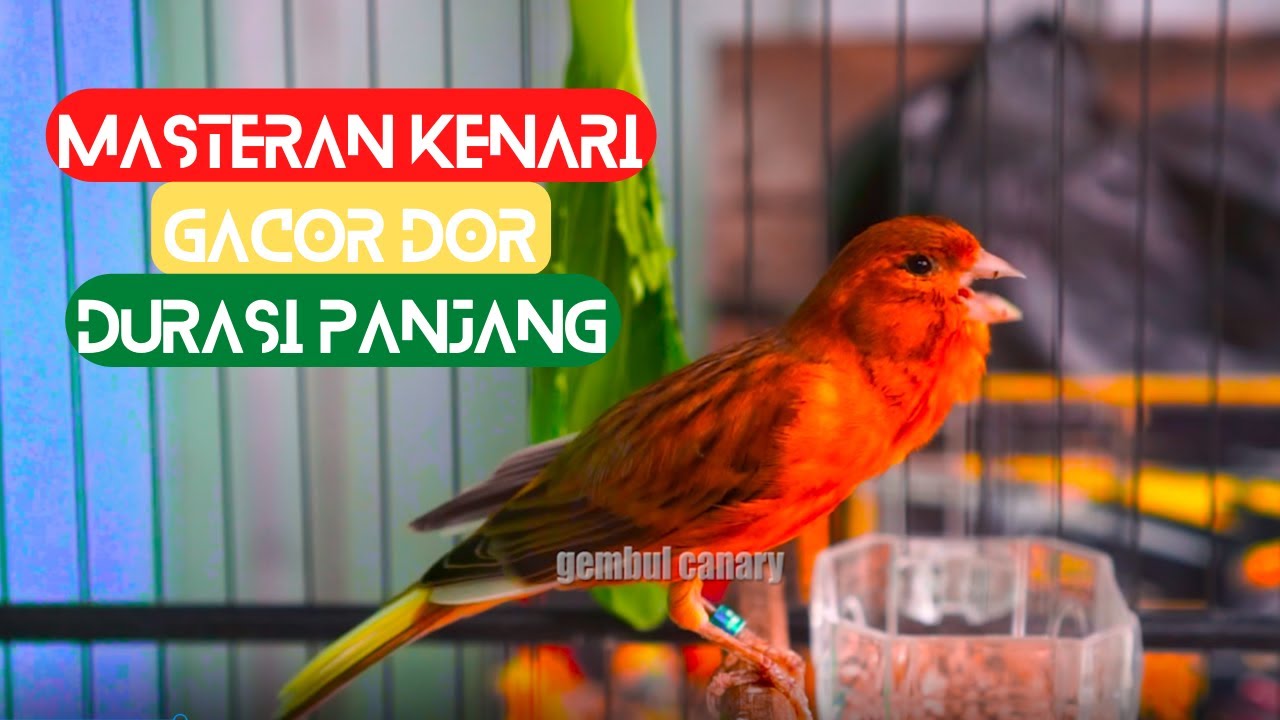KENARI GACOR,Masteran Kenari Paud Dan Pancingan Kenari Macet Bunyi #47 ...