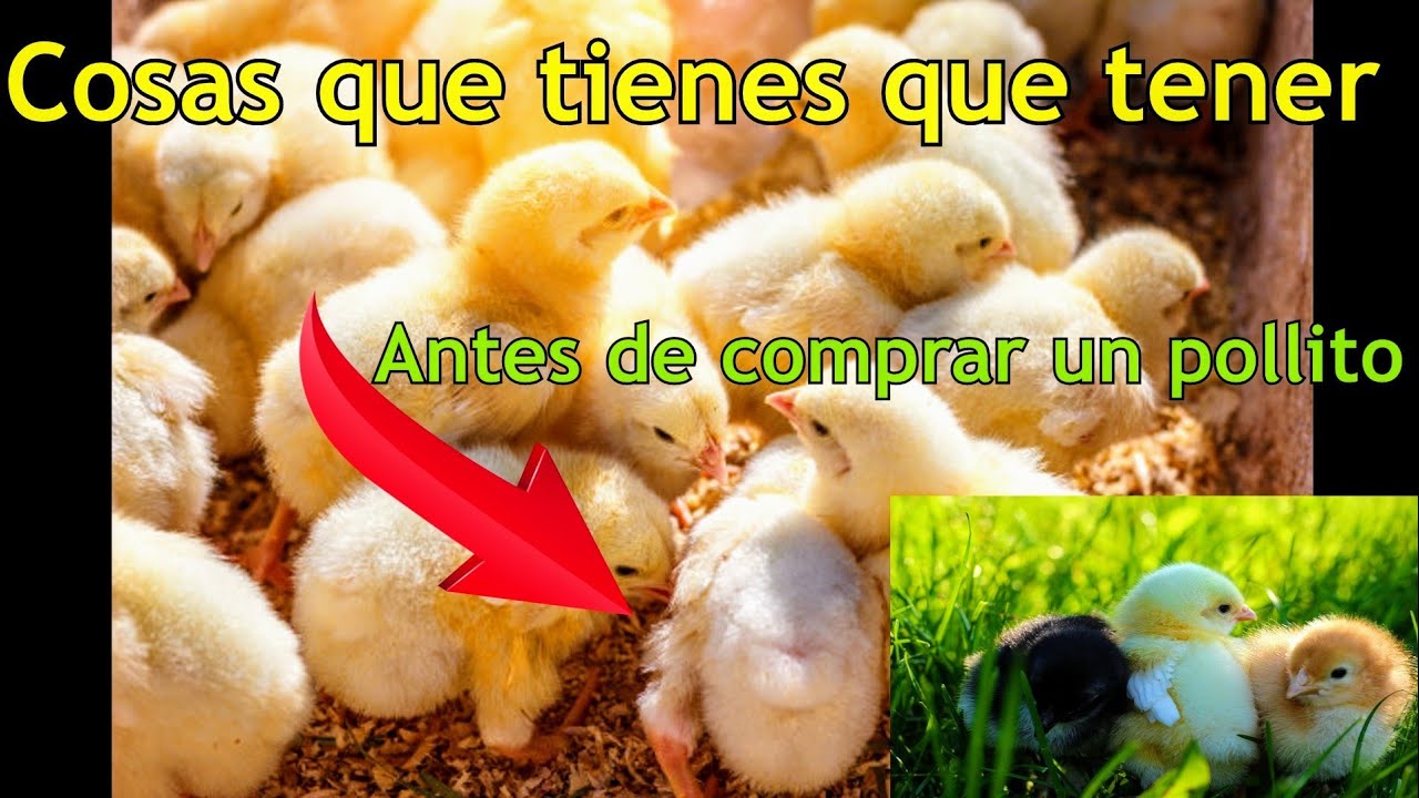 Cosas que debes de tomar en cuenta antes de comprar un pollito 🐤 - YouTube