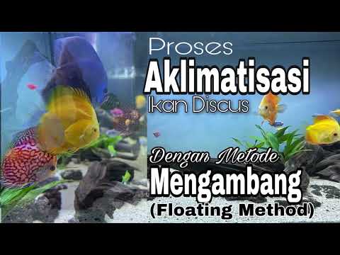 Proses Aklimatisasi Ikan Discus Dengan Metode Mengambang (Floating Method). #ikandiscus - YouTube