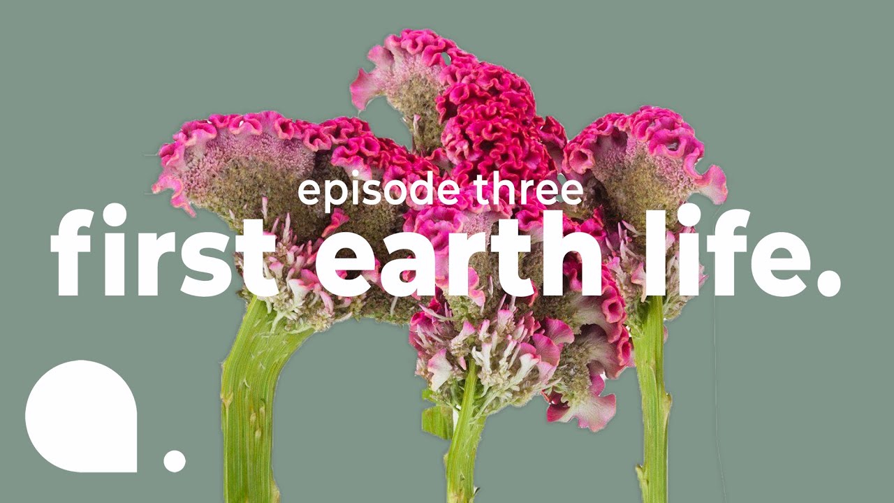 How Did First Life (Appeared 3.5 Billion Years Ago) Become Trees ...