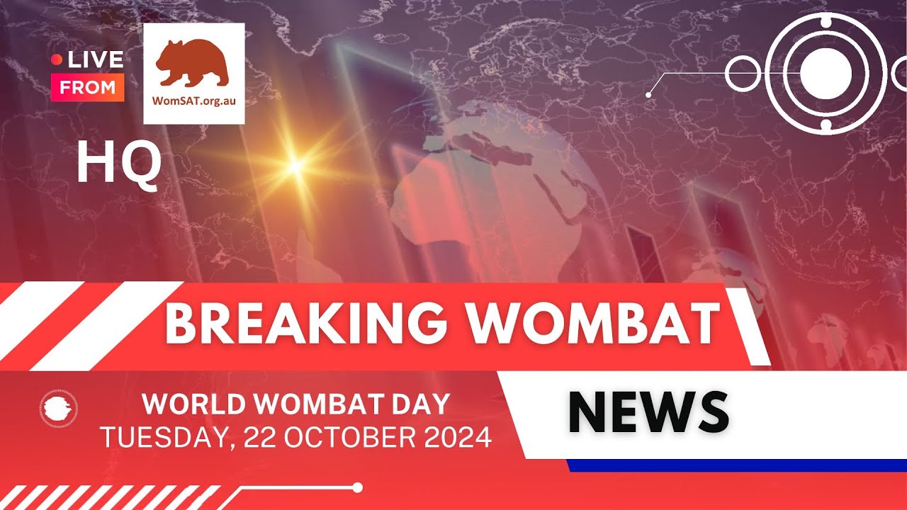 WomSAT: Celebrating World Wombat Day 22 October - YouTube