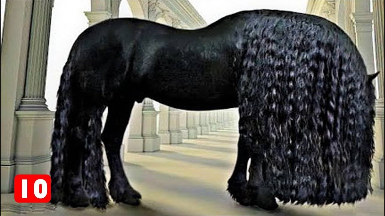 Τα 10 πιο όμορφα άλογα που υπάρχουν! - Τα Καλύτερα Top10 - YouTube