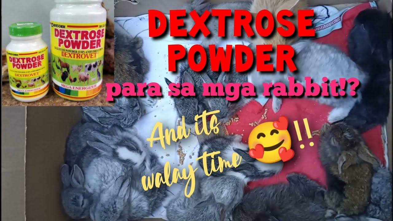 RABBIT LOVER | DEXTROSE POWDER MABISANG FIRST AID!? - YouTube