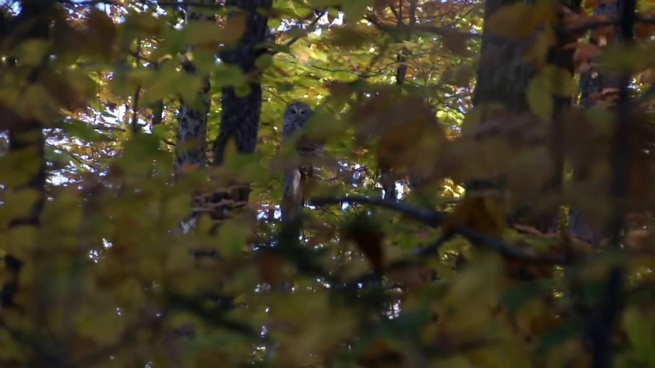 Moose Hunting Killer Bird In The Trees - YouTube