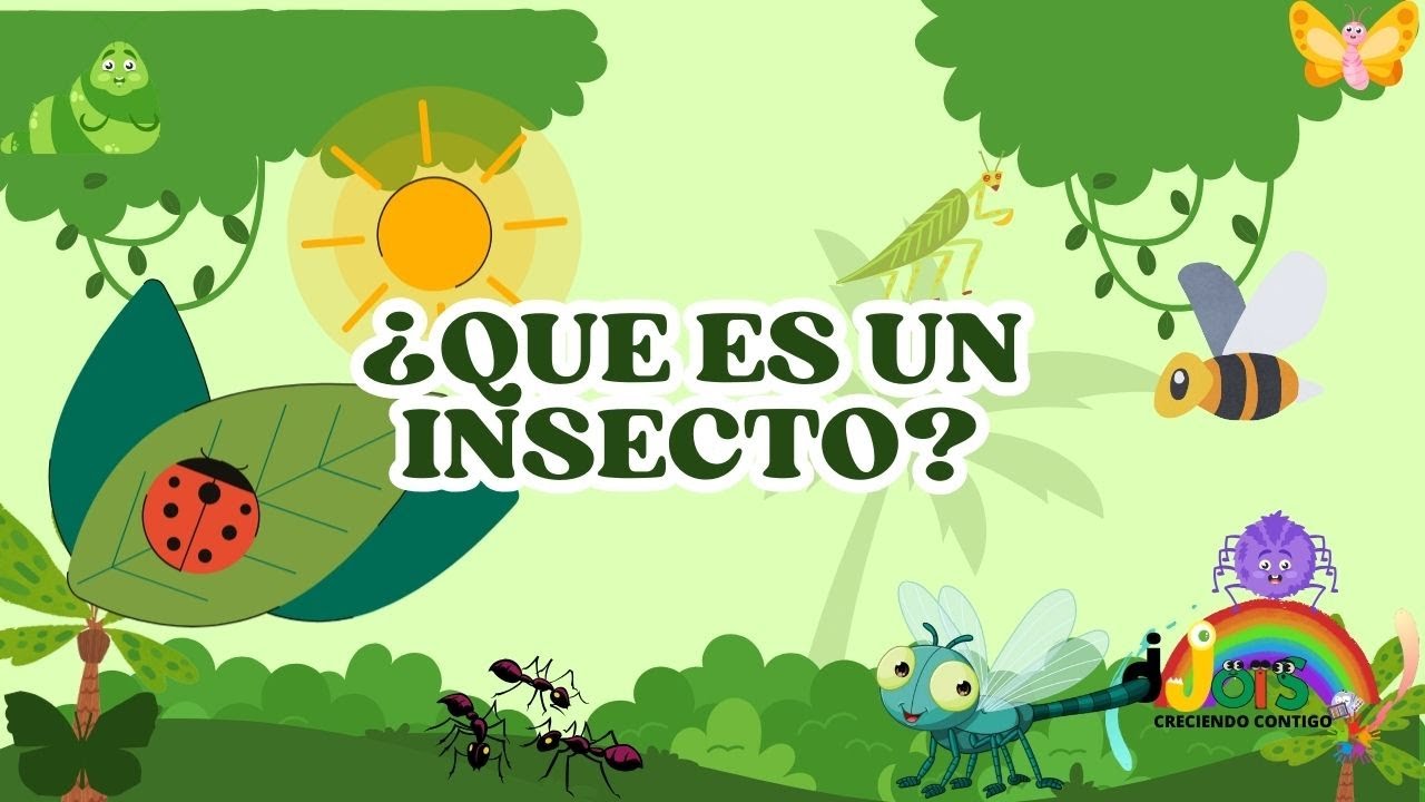 ¿Que es un Insecto?// ¿Cuántos tipos de insectos hay?// ¿Qué ...
