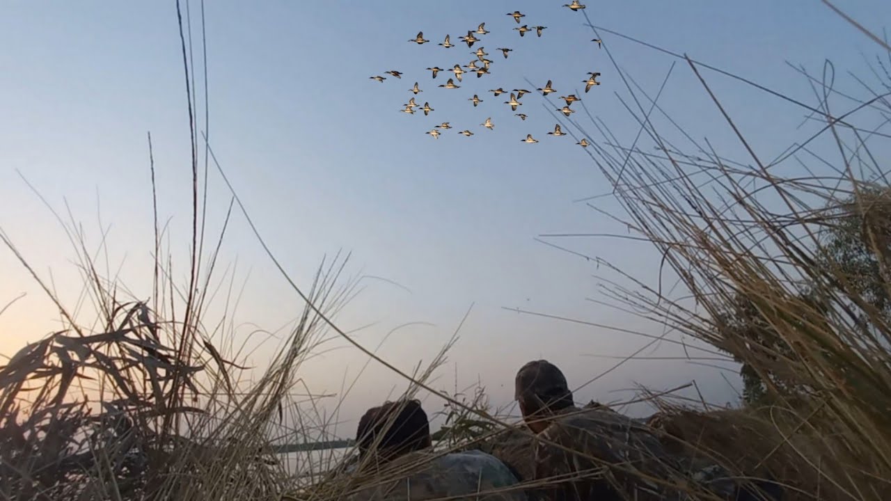 Duck Hunting in Pakistan 2023 | Waterfowl Hunting | Murghabi ka shikar ...