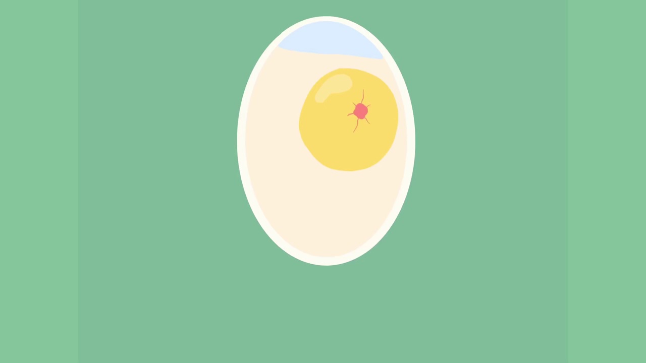 Hatching Chicks In 1 Minute - For Kids - YouTube