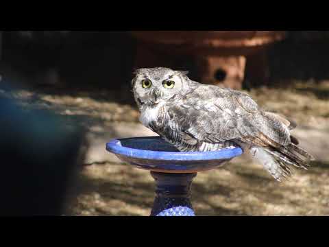 Arizona Great Horned Owl Drinking Water Late Afternoon - YouTube