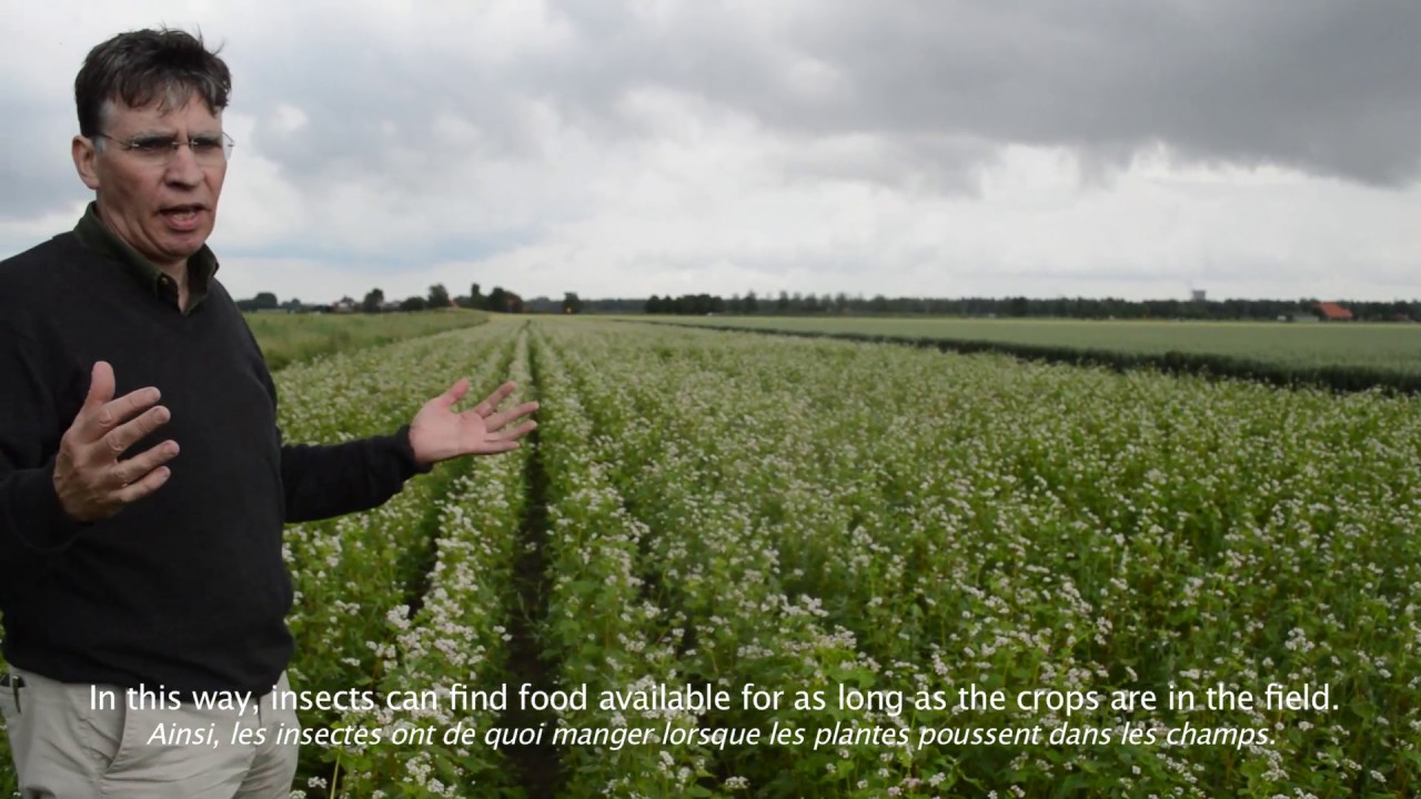 Integrated Pest Management: Working with nature - Buffer Strips - YouTube