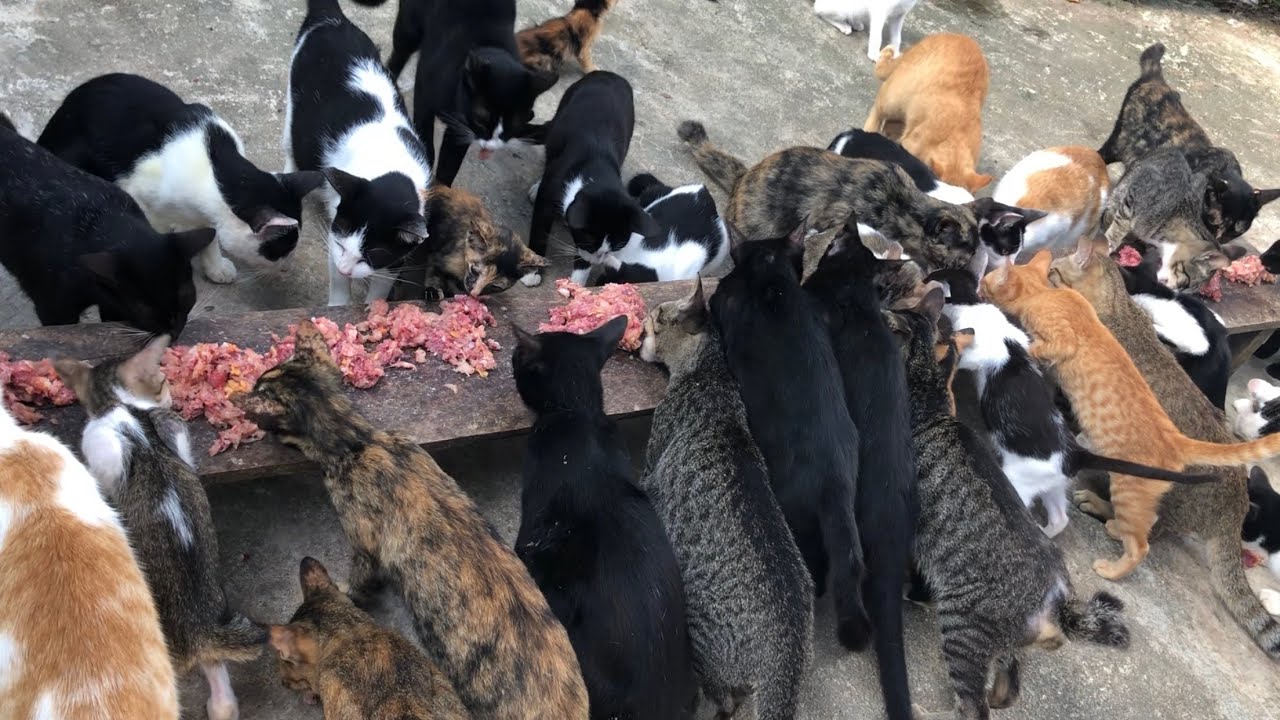 Cats Eating Raw Chicken | Cats Ten - YouTube